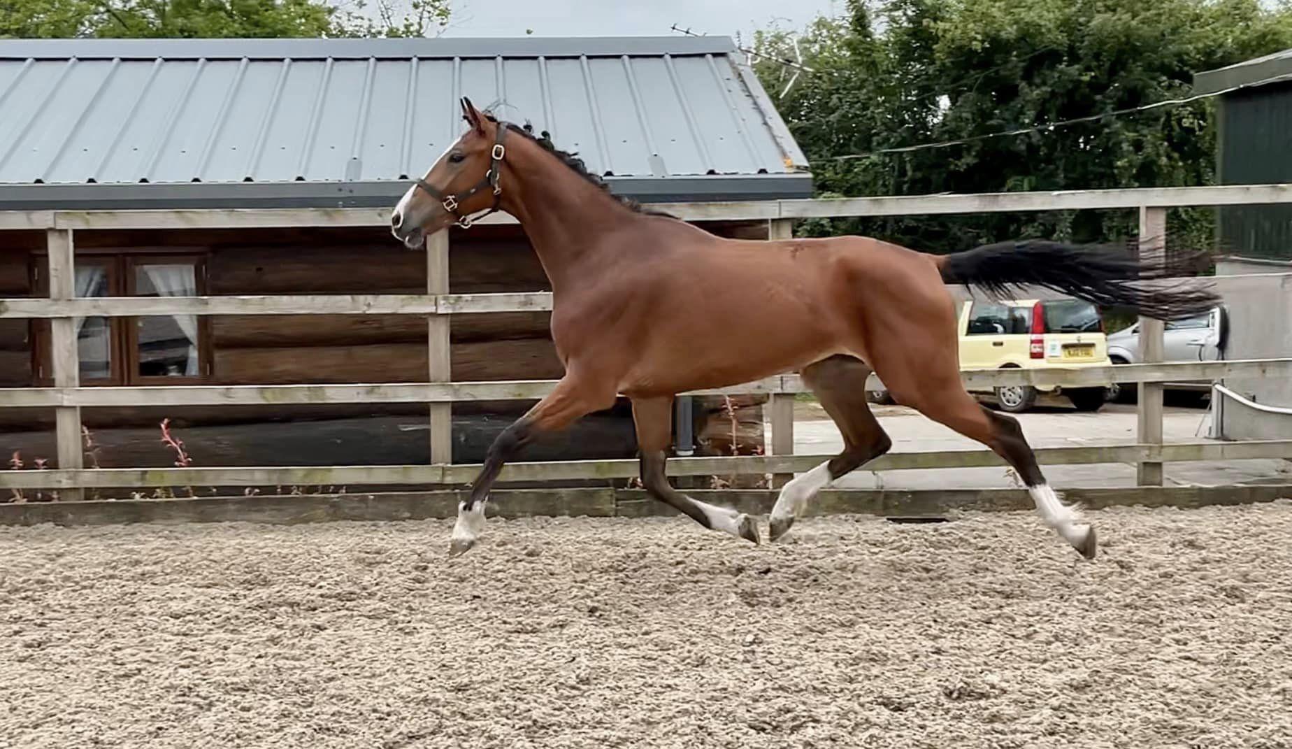 Bosanko Sport Horses